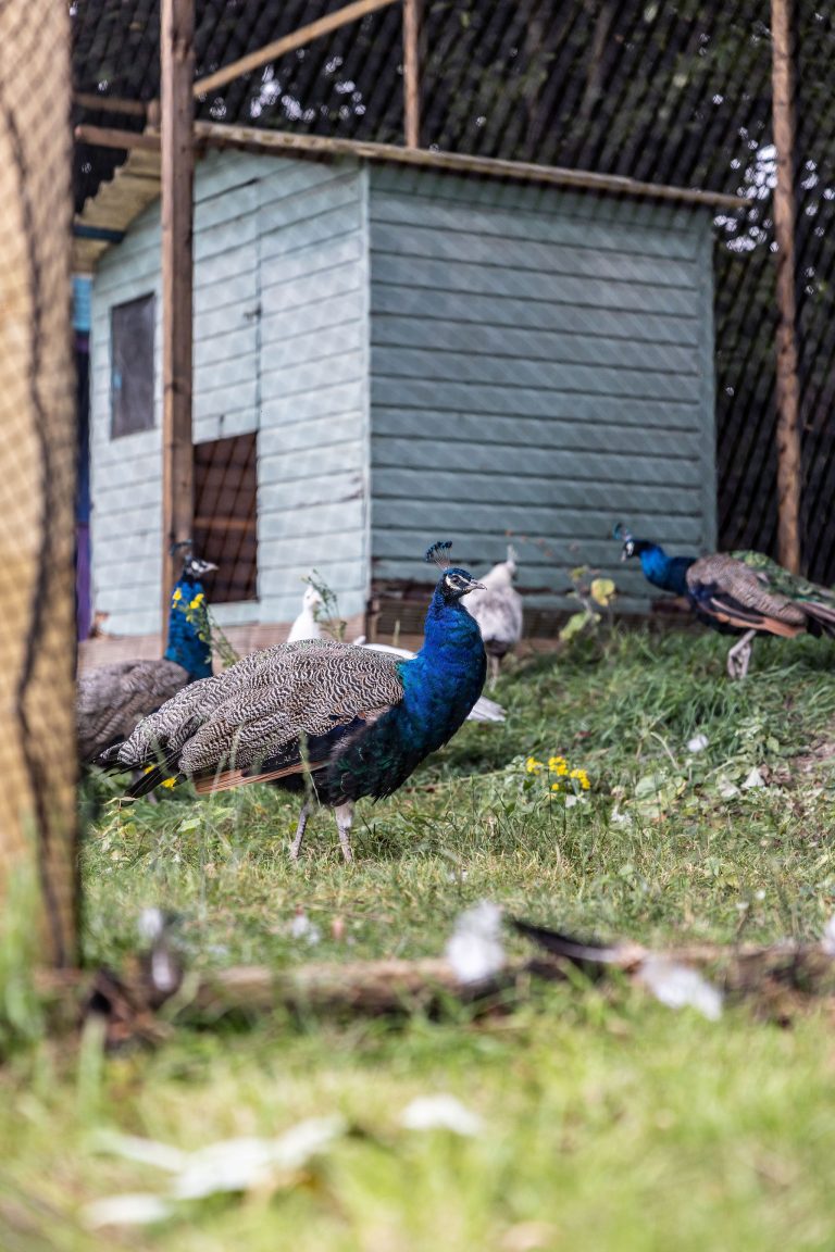 Doveside – Bayleaf Care